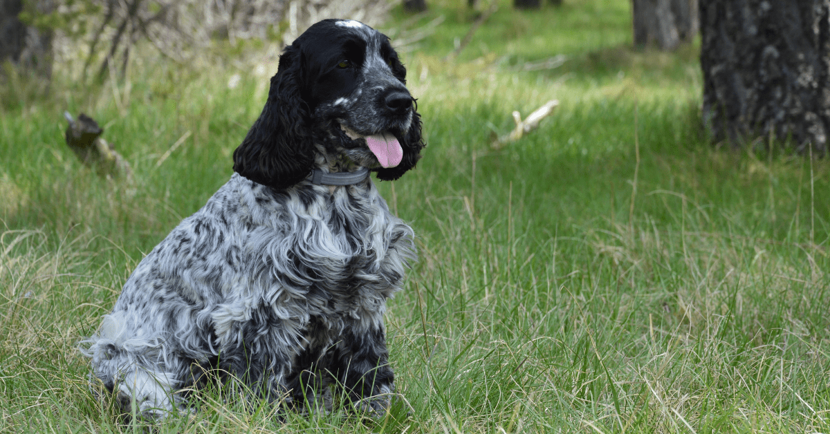 Corgi vs. Cocker Spaniel: Which Breed Is Right For You?