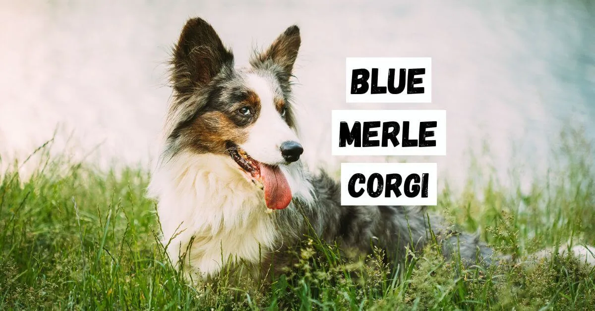 Blue Merle Corgis: Everything You Need To Know!