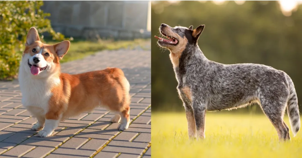 Want A Cowboy Corgi? Read This Before You Get One