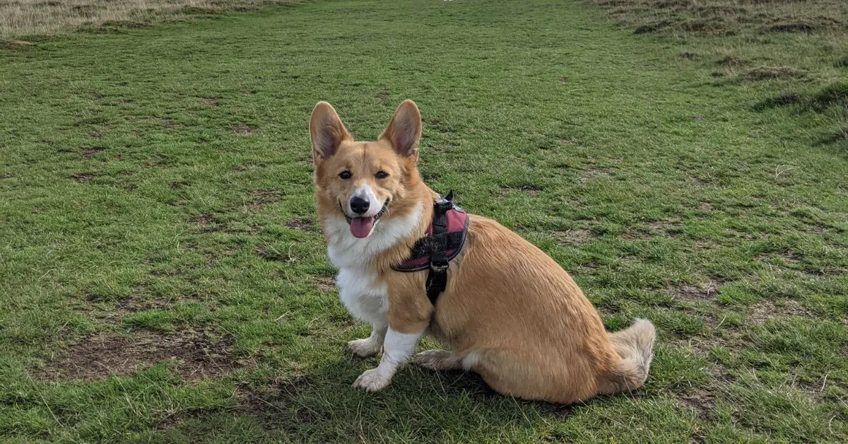 How I Helped My Corgi Lose 3kg