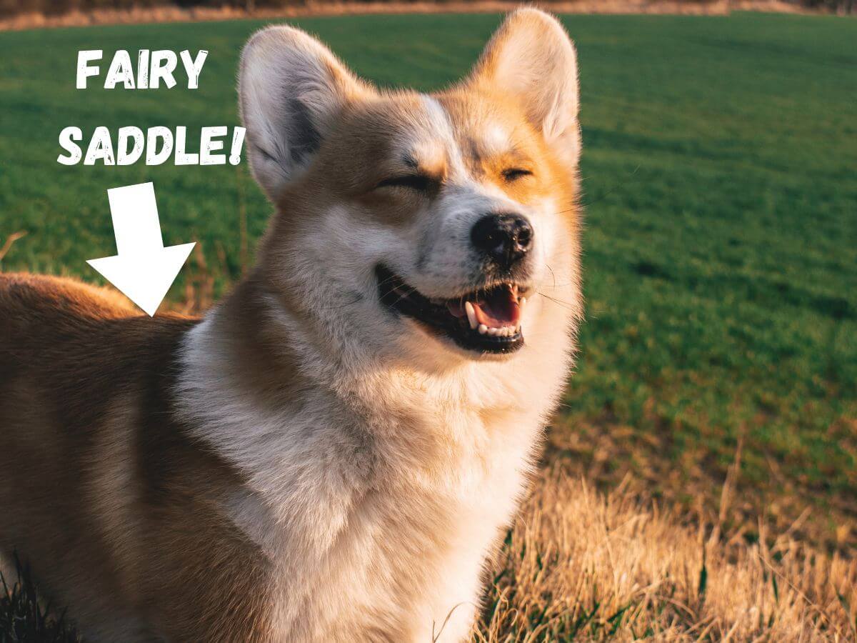 Corgi Fairy Saddle: The Truth About The Legend