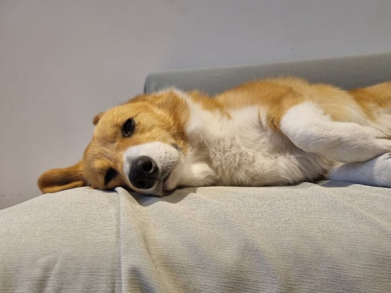 How To Care For A Corgi With An Upset Tummy